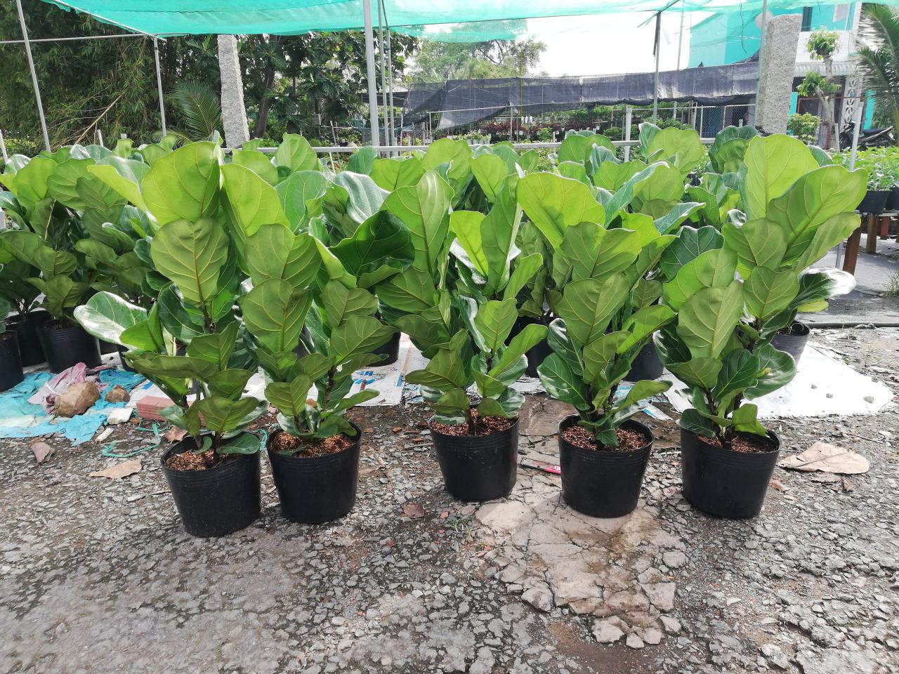 Cây Bàng Singapore - Ficus Lyata - Cây Cảnh Trang Trí Văn Phòng, Nội ...