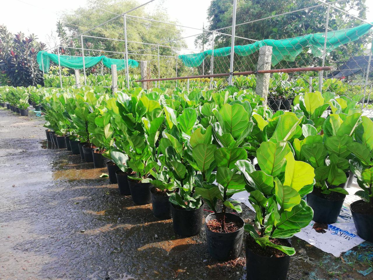 Cây Bàng Singapore - Ficus Lyata - Cây Cảnh Trang Trí Văn Phòng, Nội ...